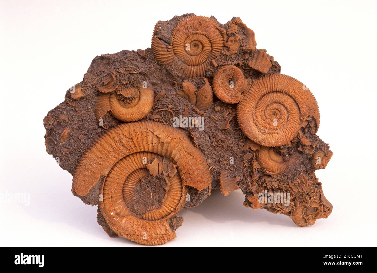 Fossil ammonites (Dactyloceras athleticum). This extinct marine animals ...