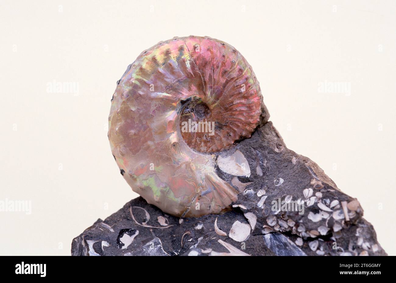 Ammonites fossil (Discoscaphites gulosus) with nacre. This extinct ...