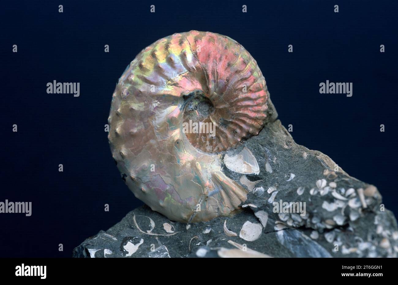 Ammonites fossil (Discoscaphites gulosus) with nacre. This extinct ...