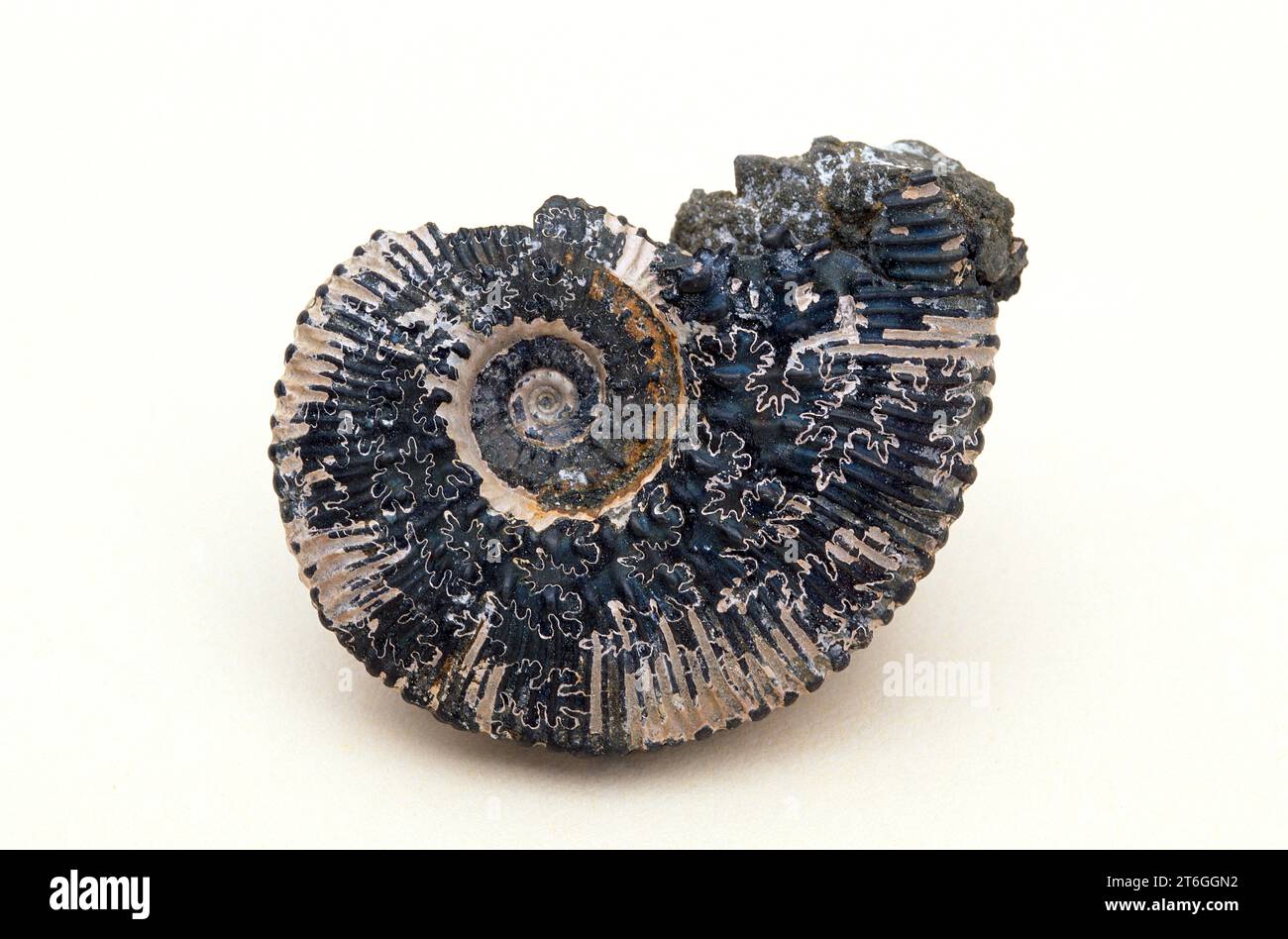 Fossil ammonites. This extinct marine animals are cephalopoda ...