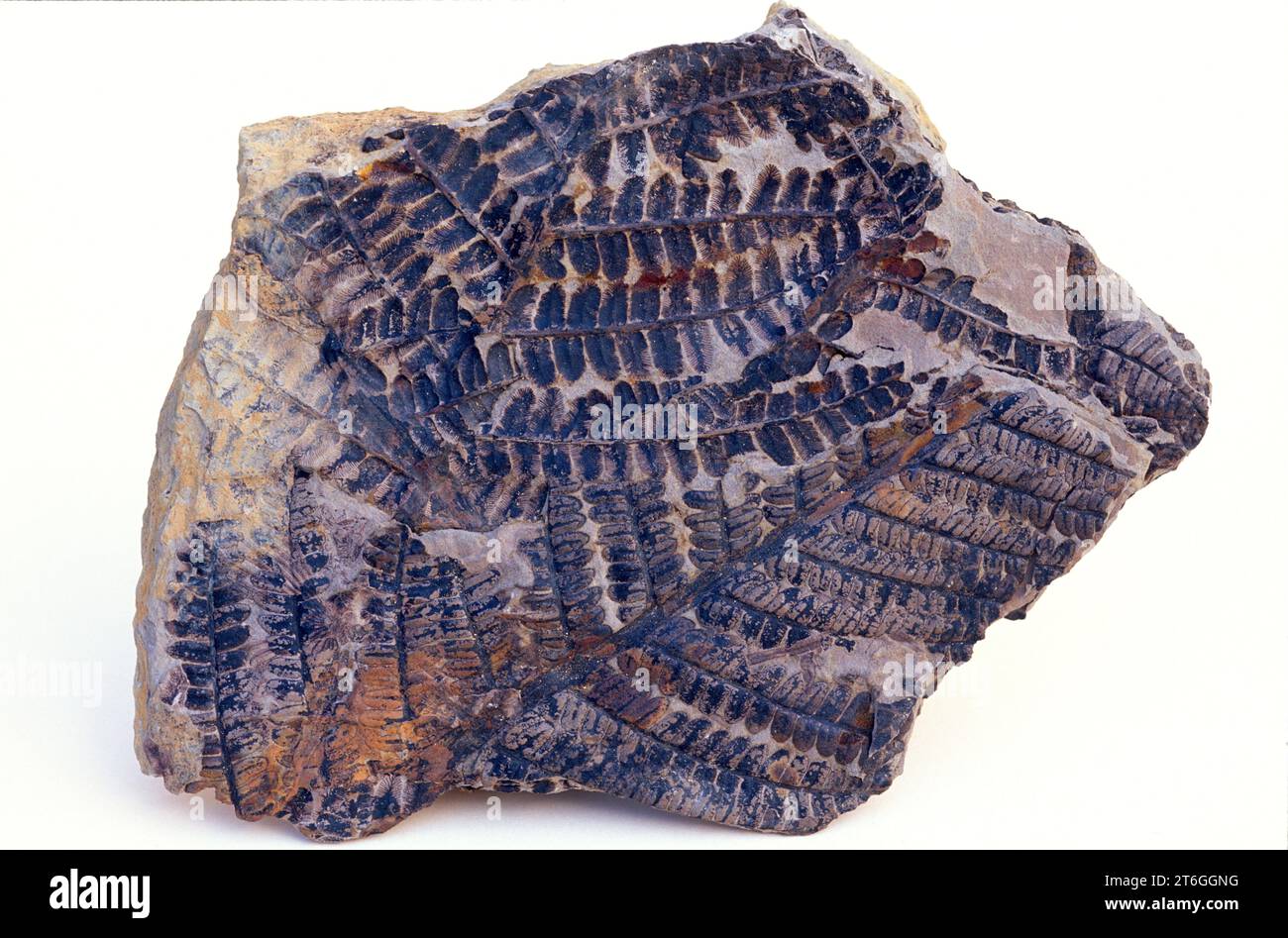 Fossil fern (Pecopteris sp.) who lived in Carboniferous period ...