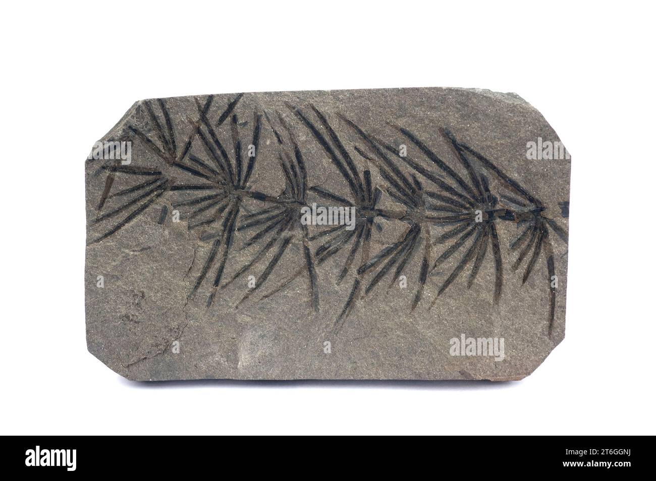 Fossil horsetail (Asterophyllites equisetiformis) who lived in ...