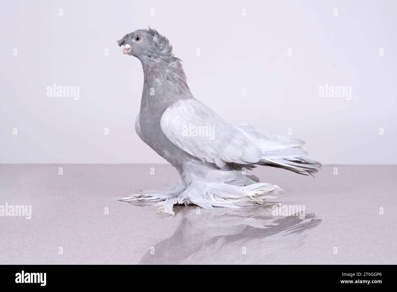 The purebred Uzbek pigeon on a marble polished slab Stock Photo - Alamy
