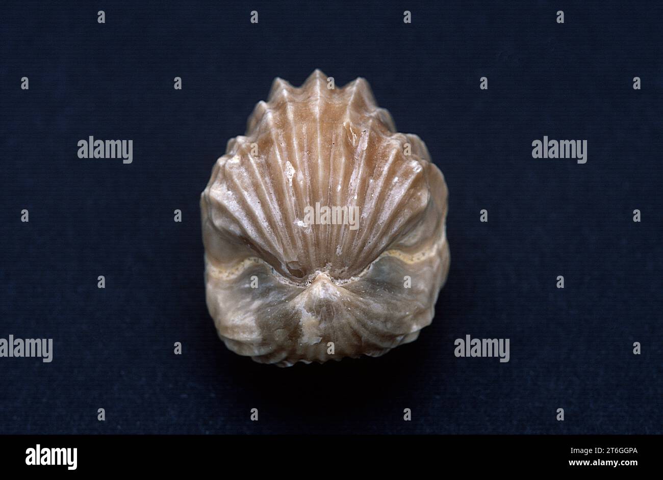 Fossil brachiopoda hi-res stock photography and images - Alamy