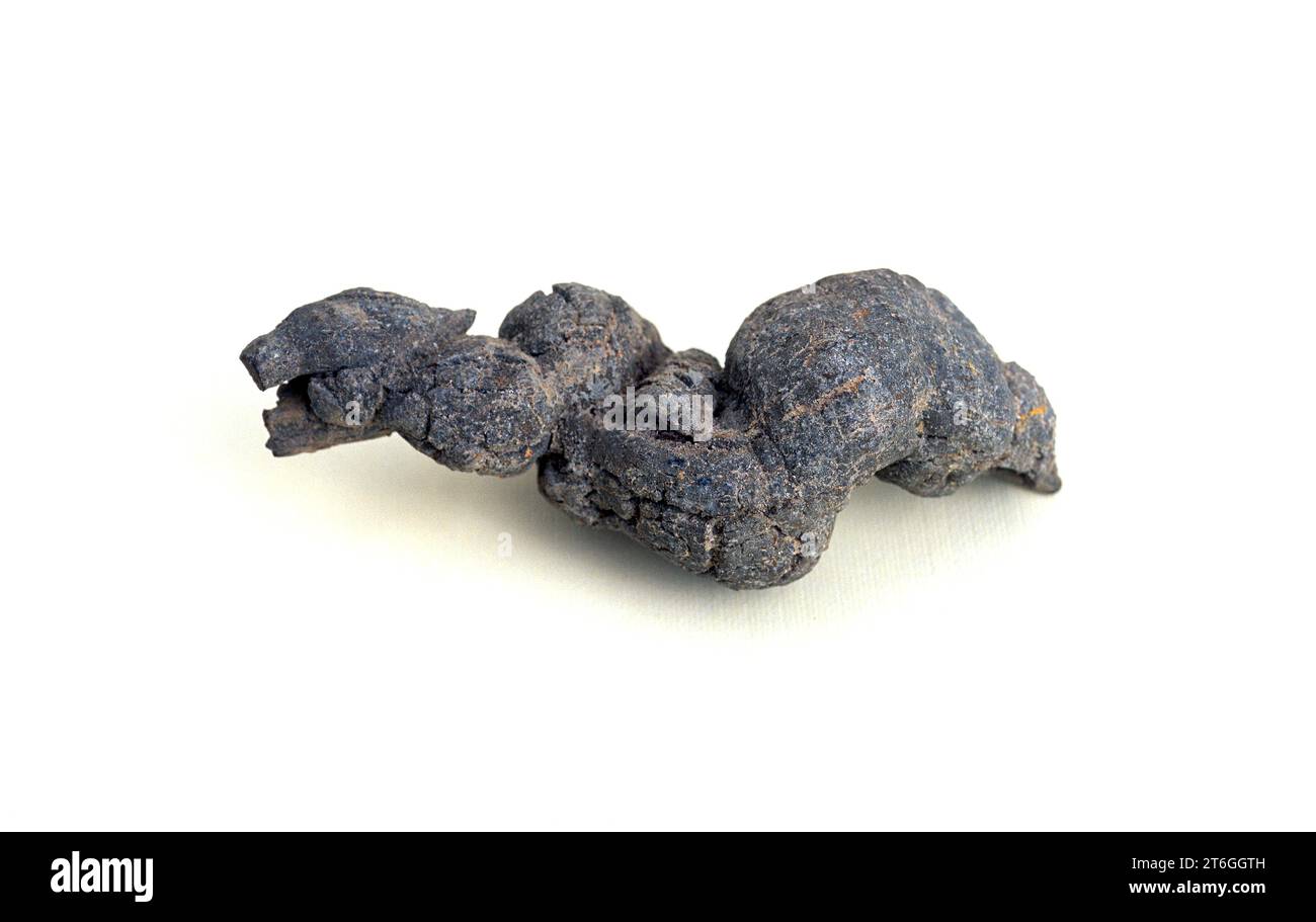 Coprolite fossil Cut Out Stock Images & Pictures - Alamy