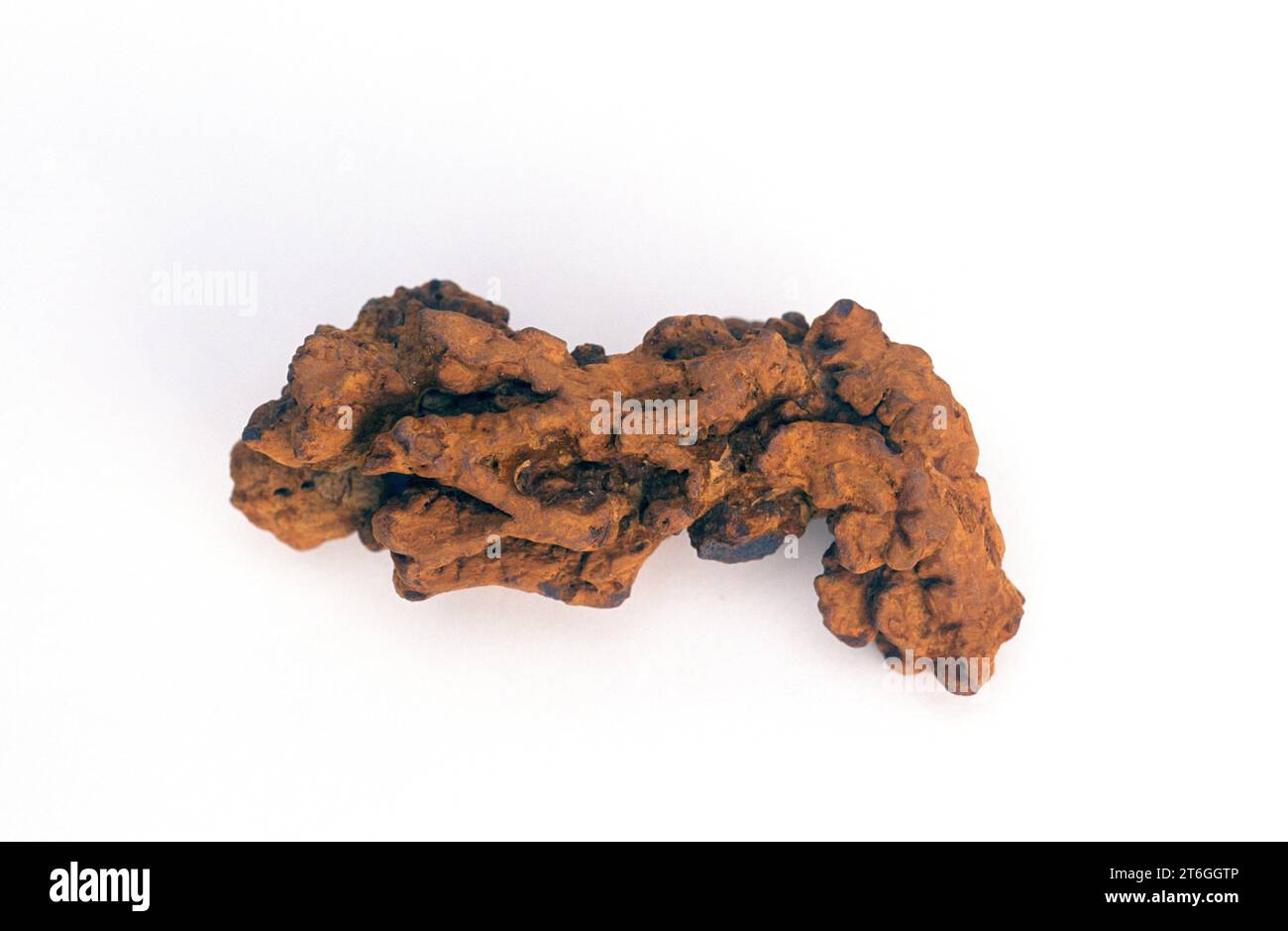 Coprolite or coprolith. Fossilized turtle feces. Sample Stock Photo - Alamy