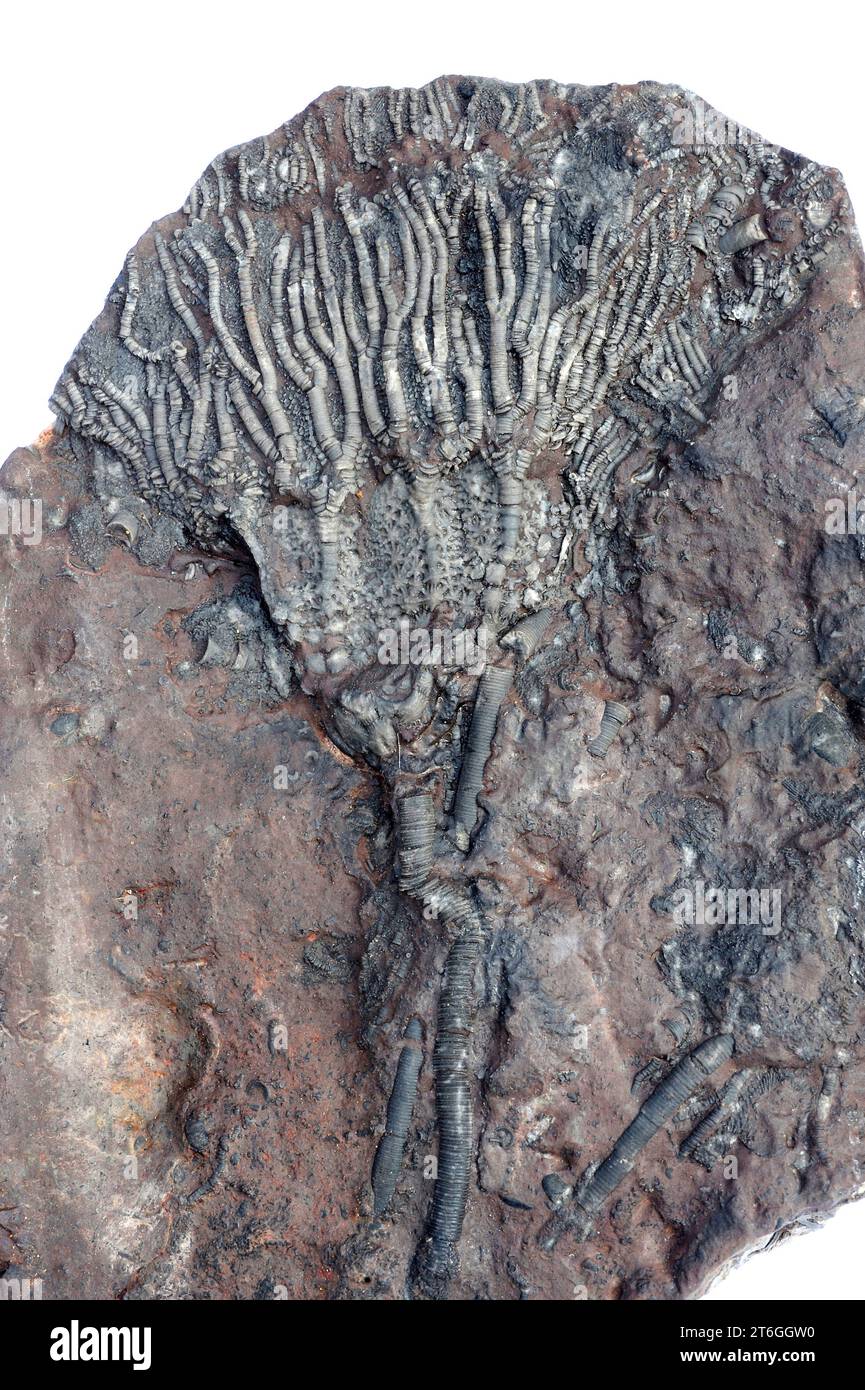 Scyphocrinus elegans is a fossil crinoid that lived in Silurian. This ...