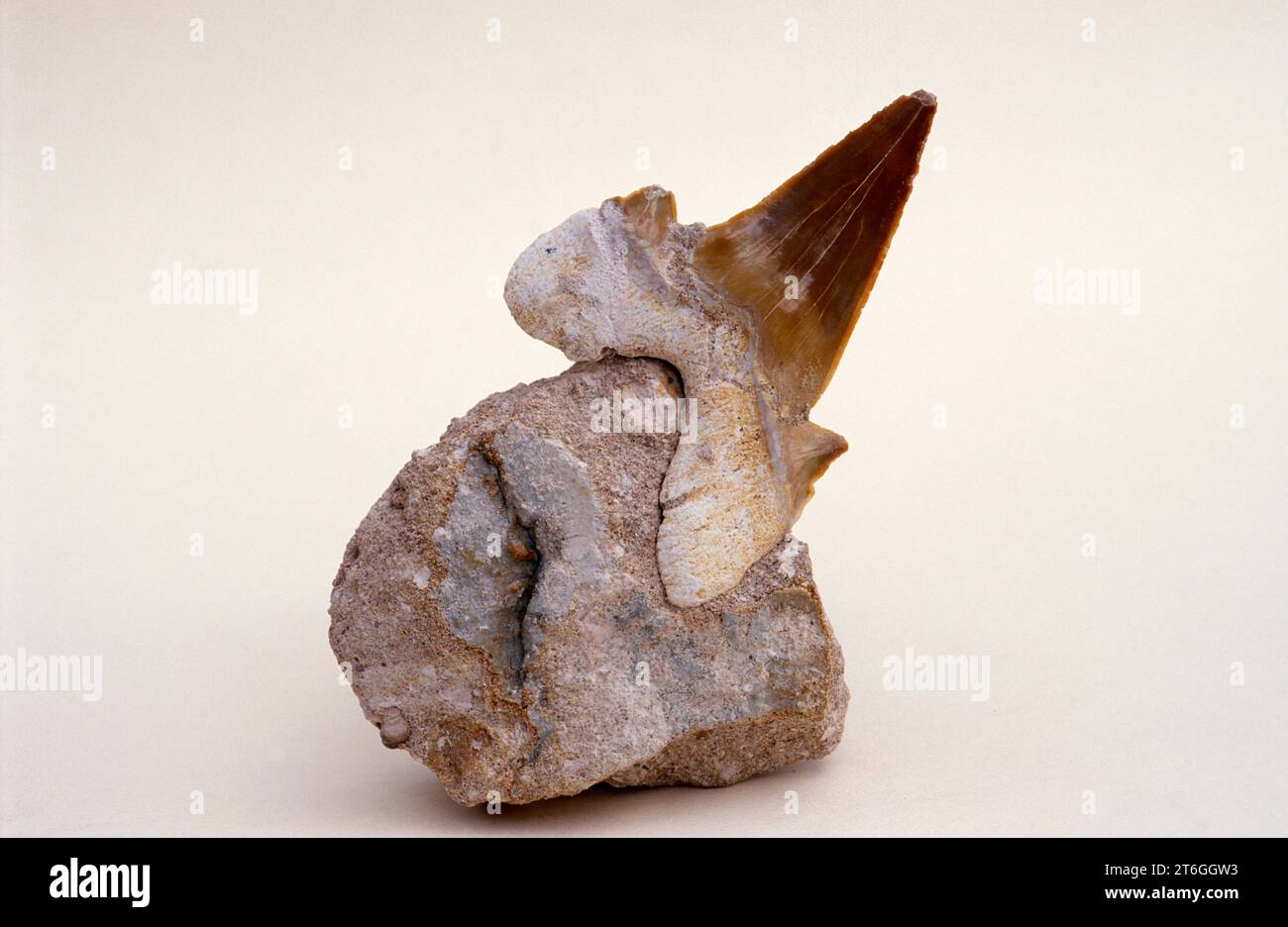 Fossil shark tooth (Otodus obliquus) from Eocene. Sample with matrix ...