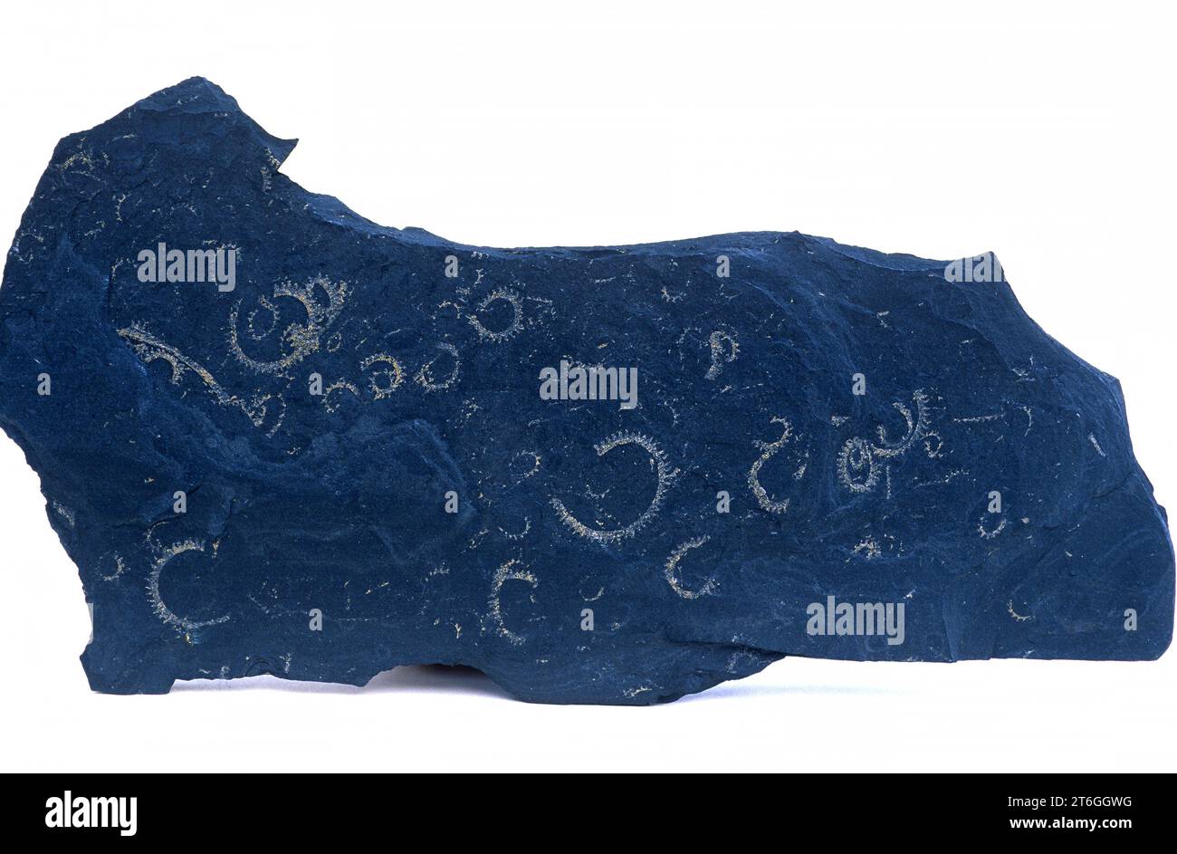 Fossil graptolites (Monograptus sp.) from Silurian. This sample comes ...