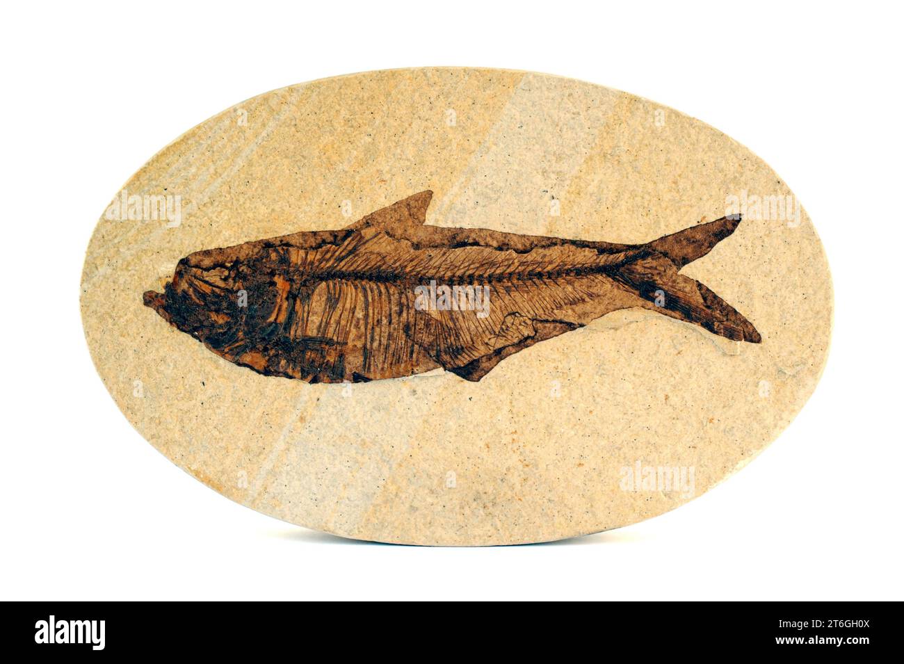 Fossil freshwater fish (Diplomystus sp.) that lived in Eocene. Sample ...