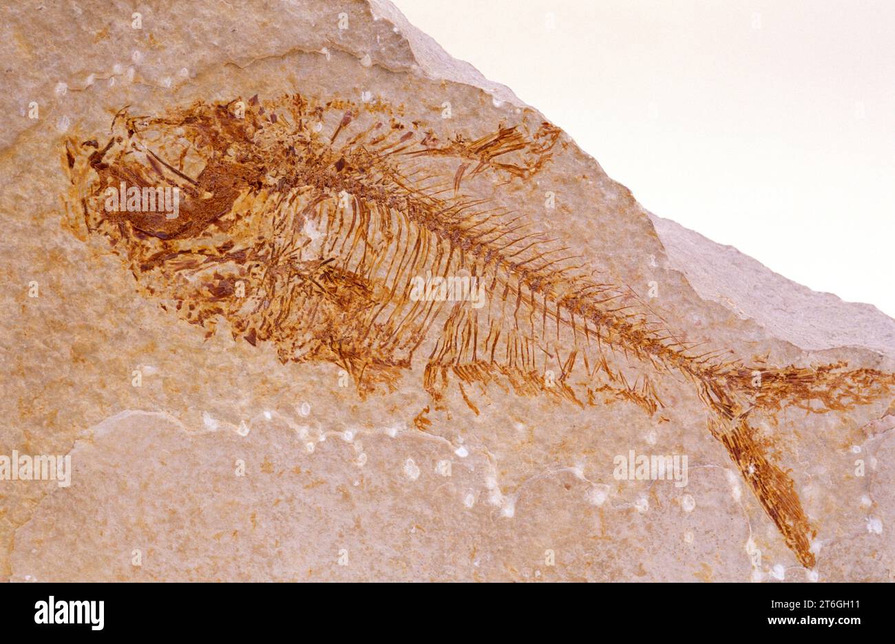 Fossil freshwater fish (Diplomystus sp.) that lived in Eocene. Sample ...