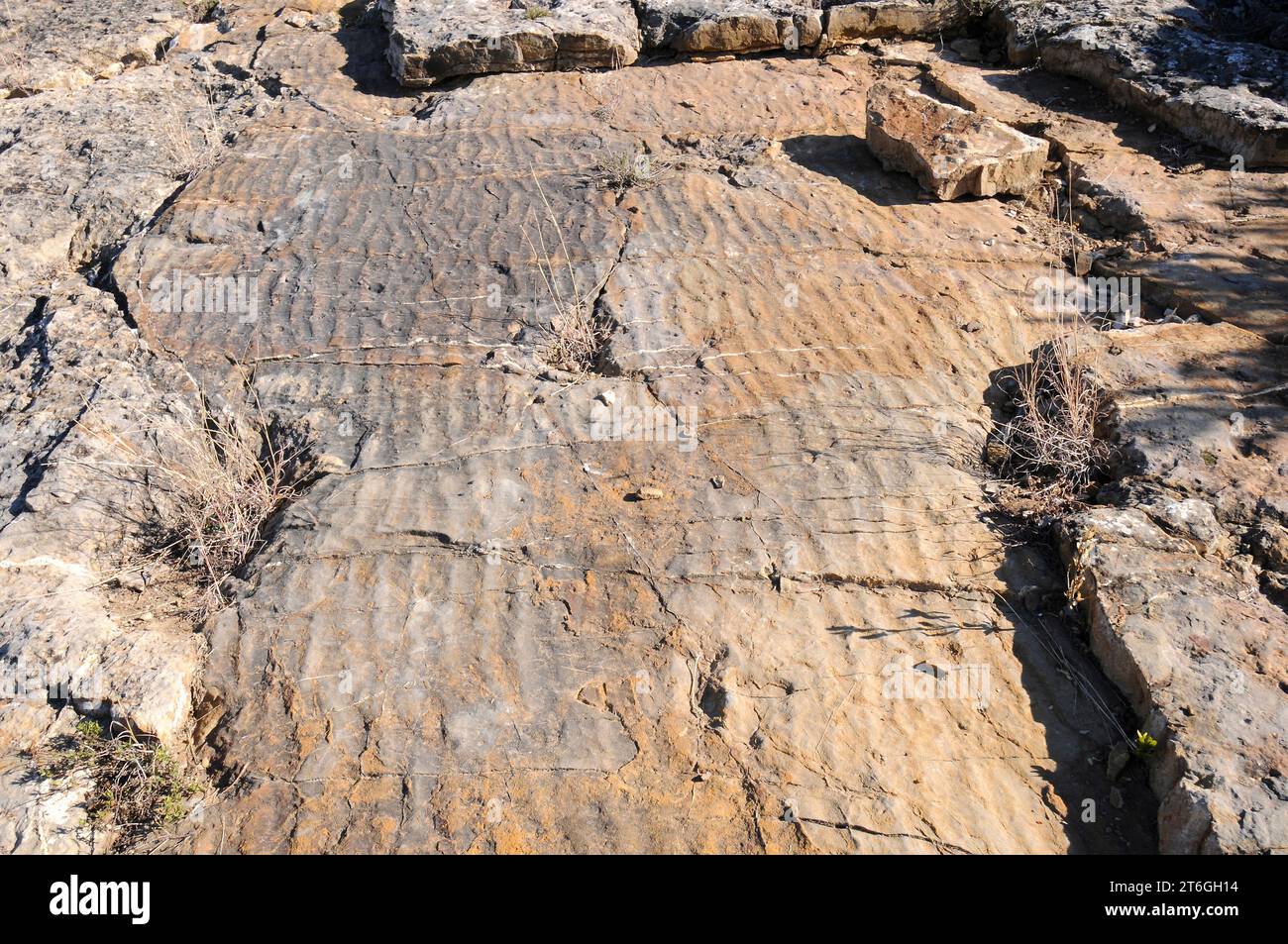 Fossilized ripple marks, a sedimentary structure produced by water or ...
