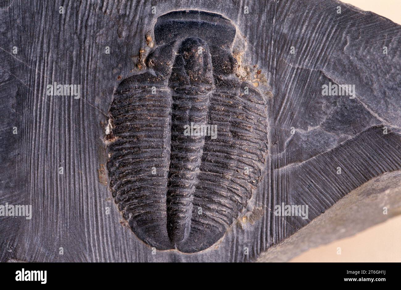 Fossil trilobites (Elrathia sp.) from Cambrian period. Sample Stock ...