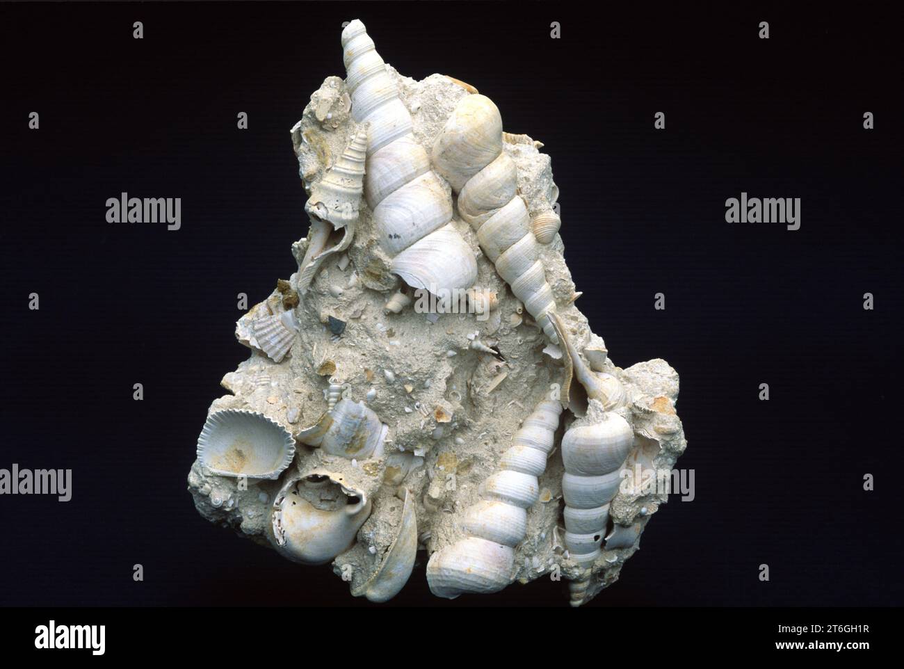 Fossils mollusca of the genus Turritella (Gastropoda) and Glycymeris ...