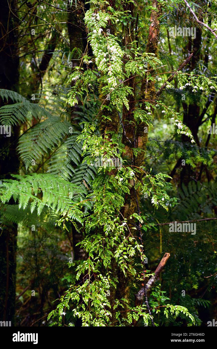 Coral de chile hi-res stock photography and images - Alamy