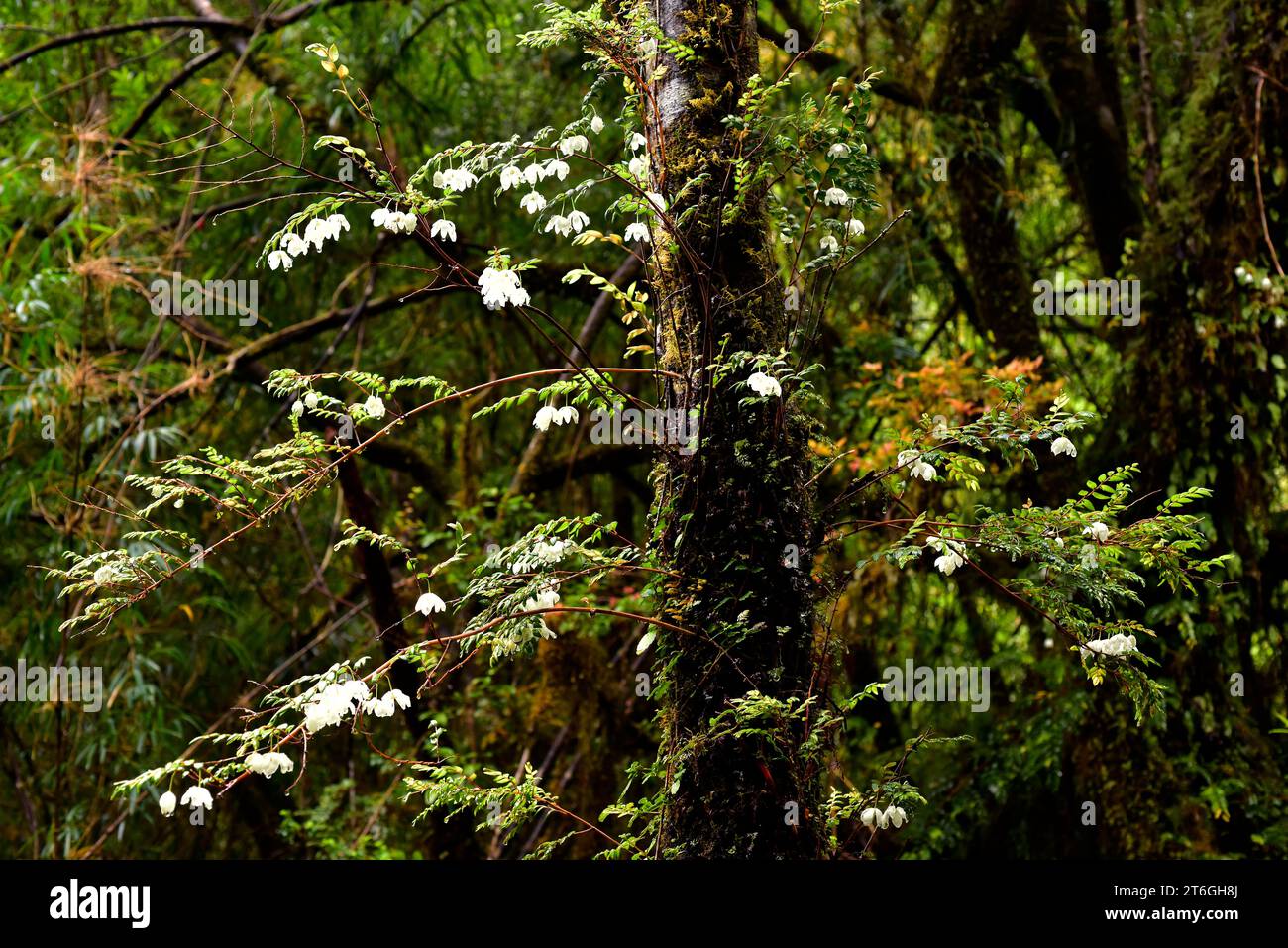 Coral de chile hi-res stock photography and images - Alamy