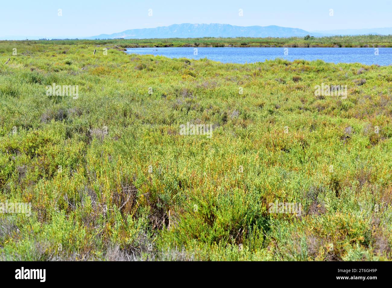 Sosa alacranera (Sarcocornia fruticosa, Arthrocnemum fruticosum or ...