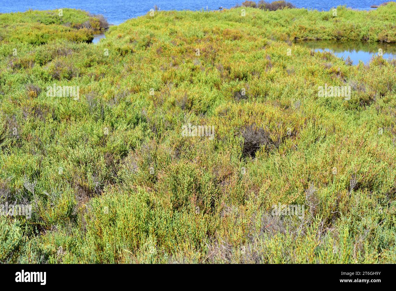 Sosa alacranera (Sarcocornia fruticosa, Arthrocnemum fruticosum or ...