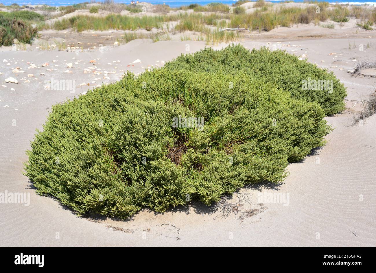 Sosa alacranera (Sarcocornia fruticosa, Arthrocnemum fruticosum or ...