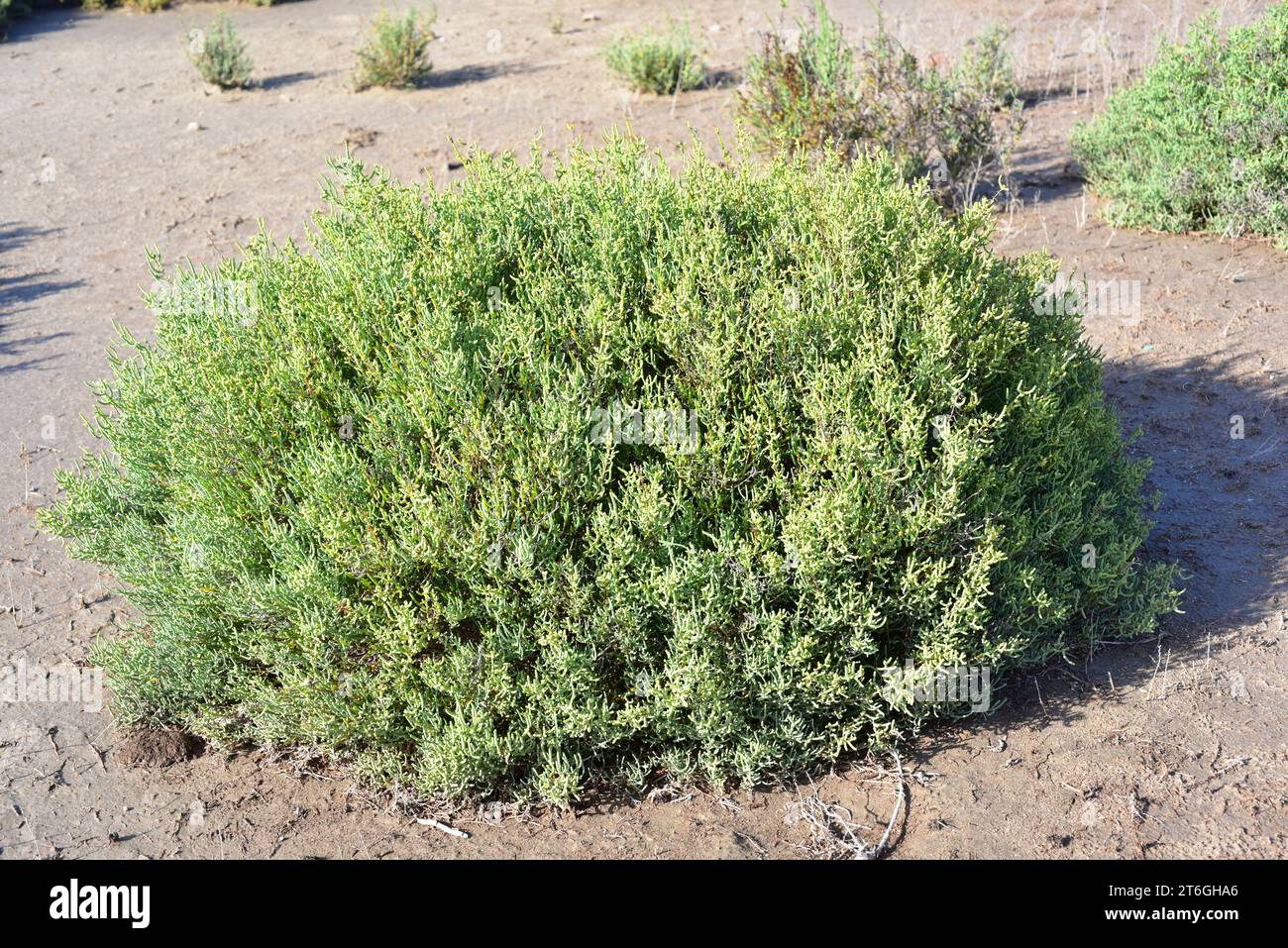 Sosa alacranera (Sarcocornia fruticosa, Arthrocnemum fruticosum or ...