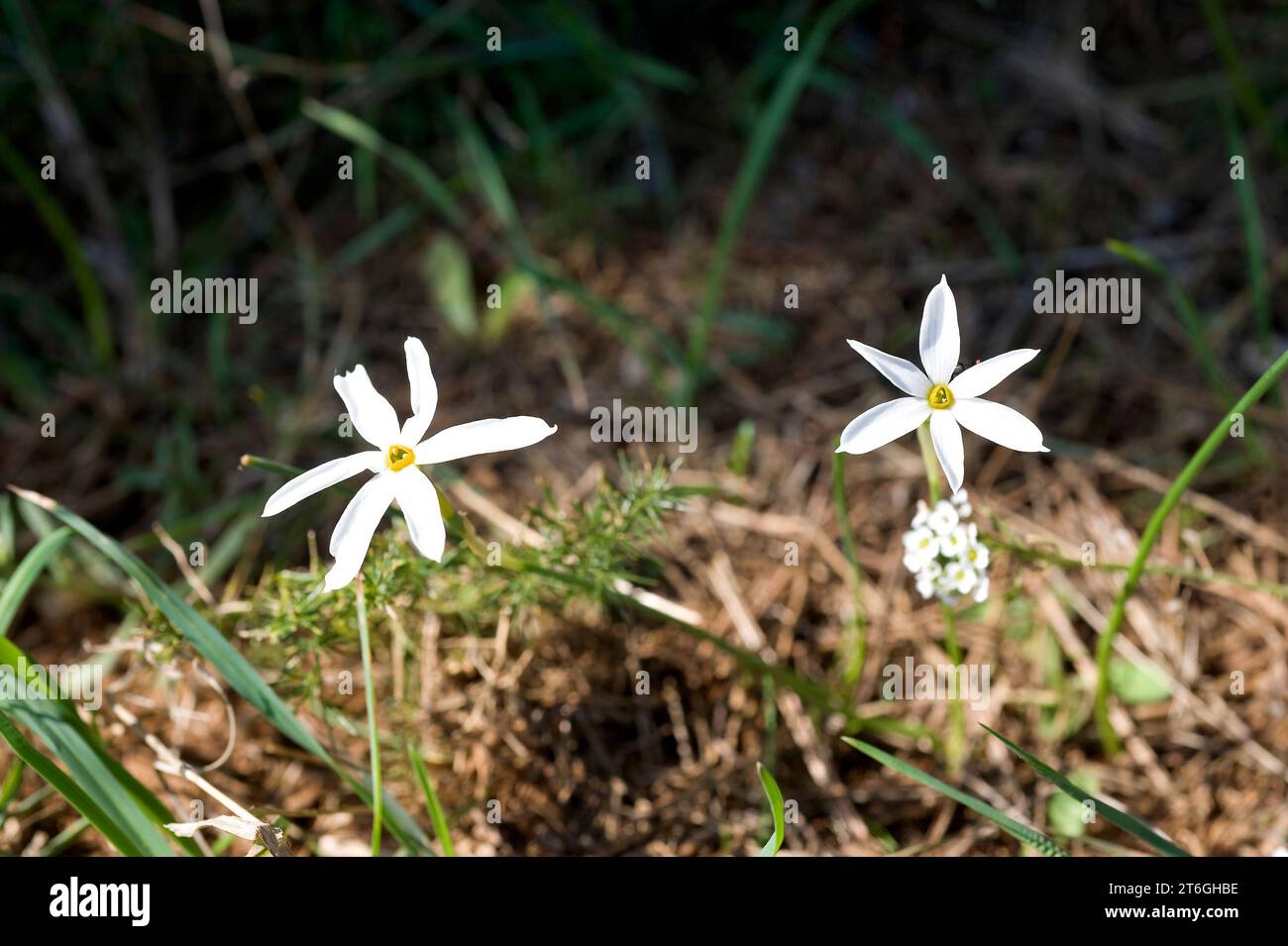Narcissus serotinus is a bulbous perennial plant native to southern ...