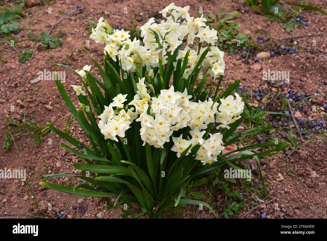 Paperwhite or bunch-flowered narcissus (Narcissus tazetta) is a bulbous ...