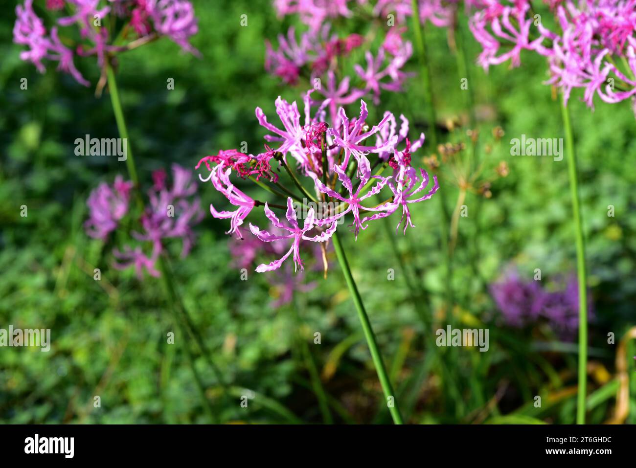 Nerine undulata is a bulbous perennial plant native to southern Africa ...