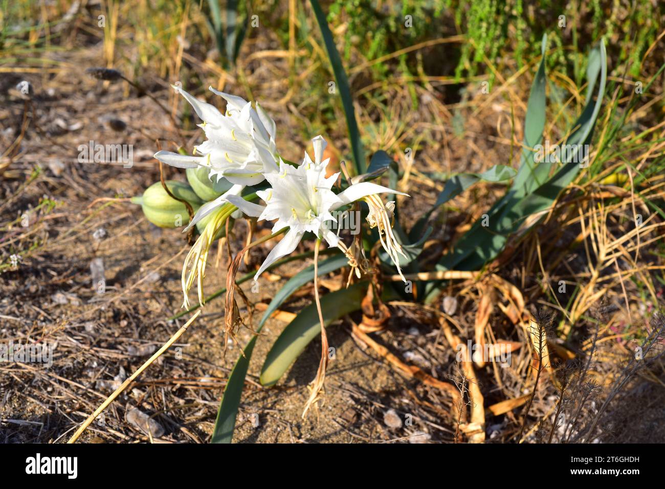 Sea daffodil (Pancratium maritimum) is a bulbous perennial plant native ...