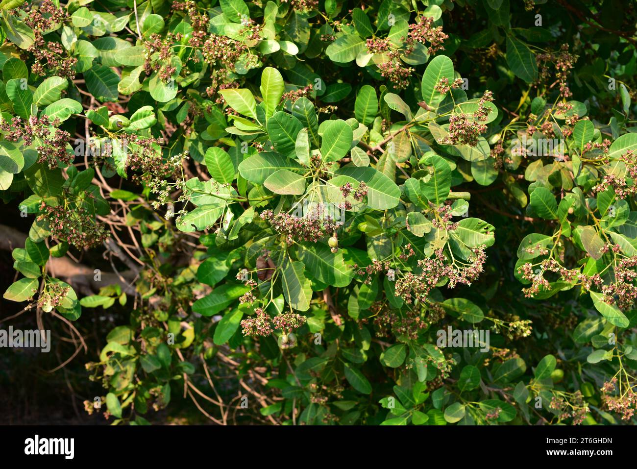 Cashew tree (Anacardium occidentale) is an evergreen small tree native ...