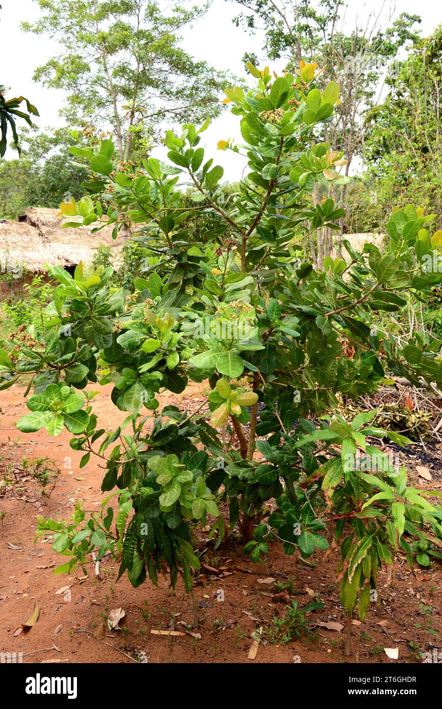 Cashew tree (Anacardium occidentale) is an evergreen small tree native ...
