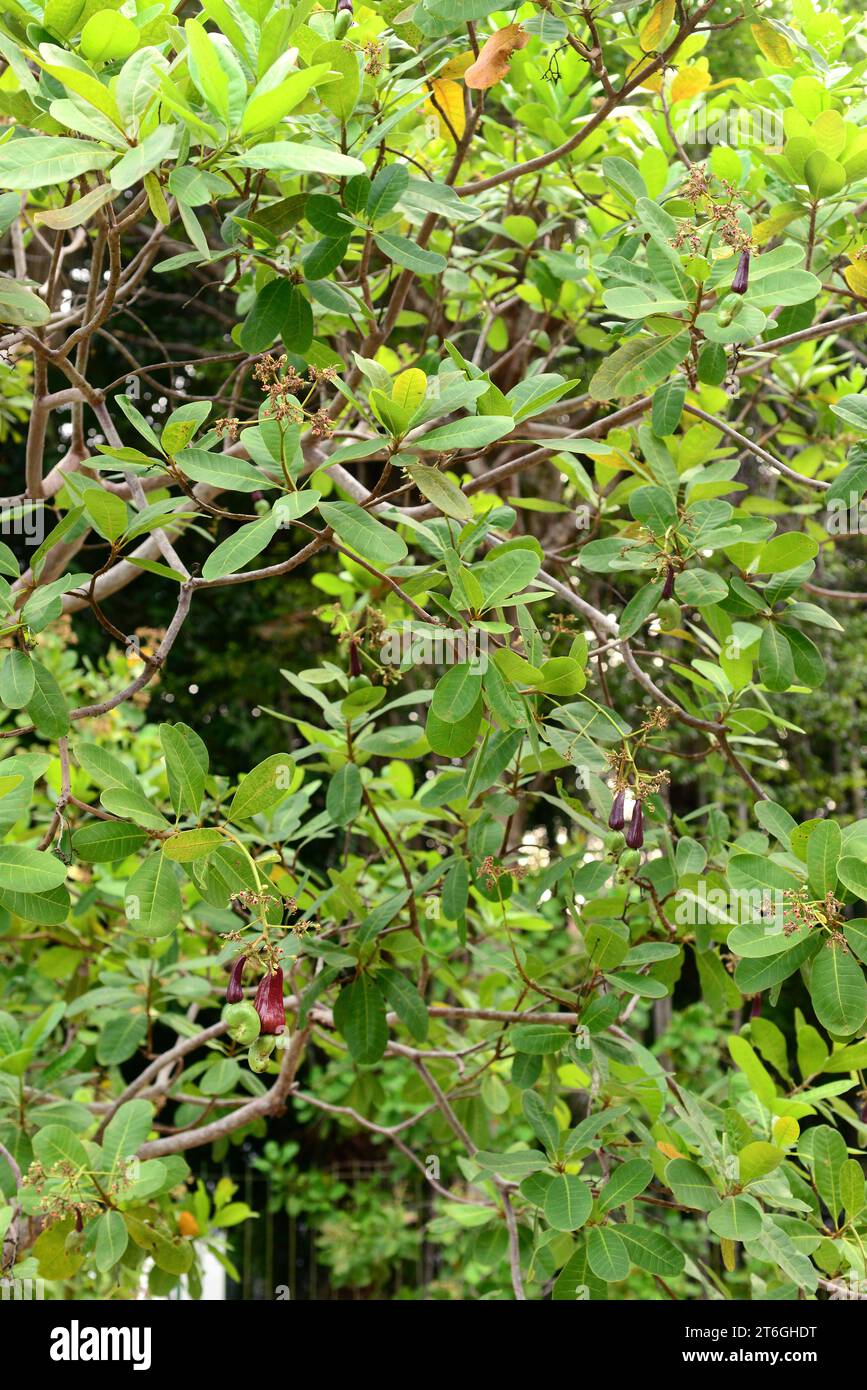 Cashew tree (Anacardium occidentale) is an evergreen small tree native ...