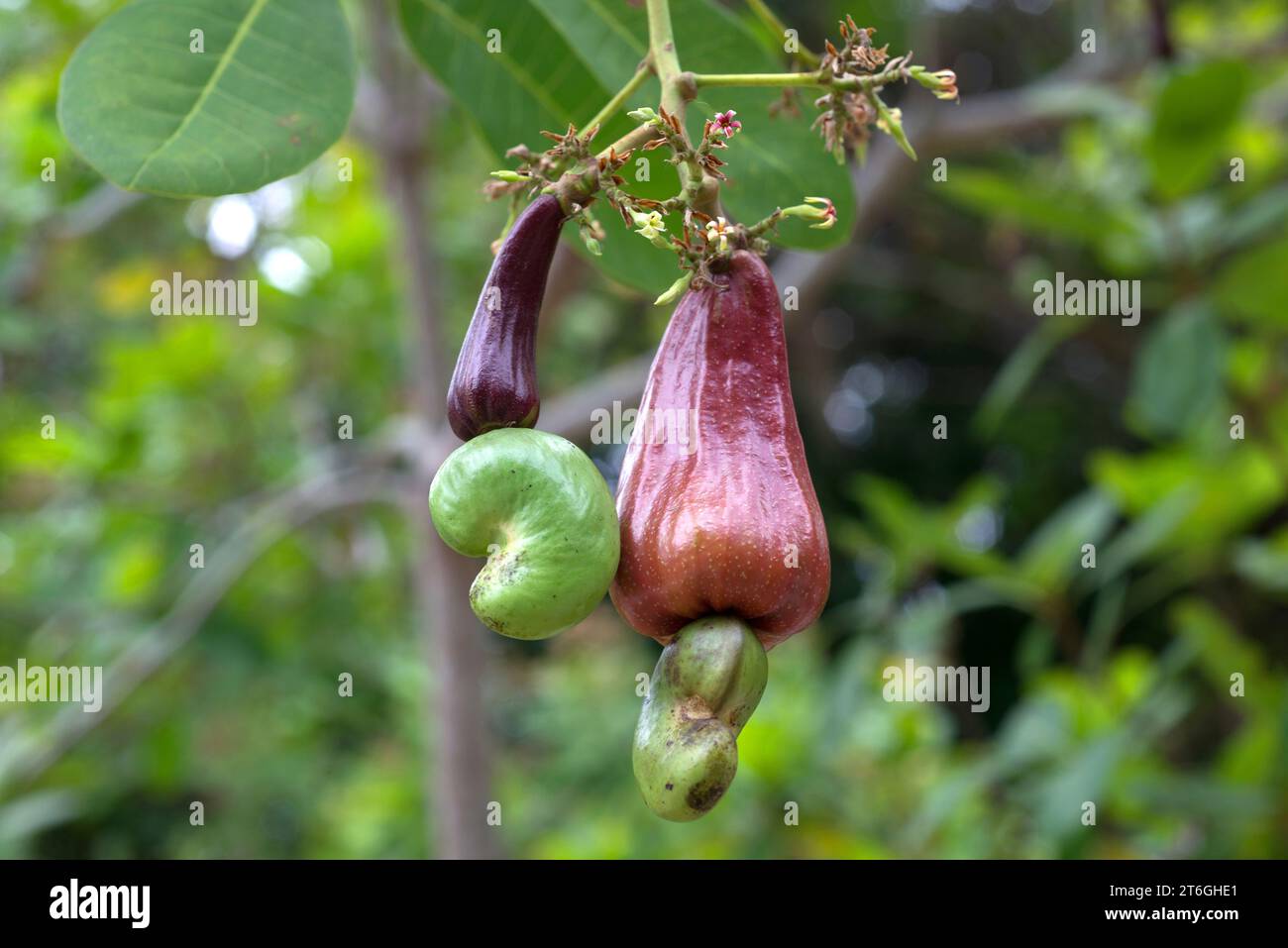 Cashew tree (Anacardium occidentale) is an evergreen small tree native ...