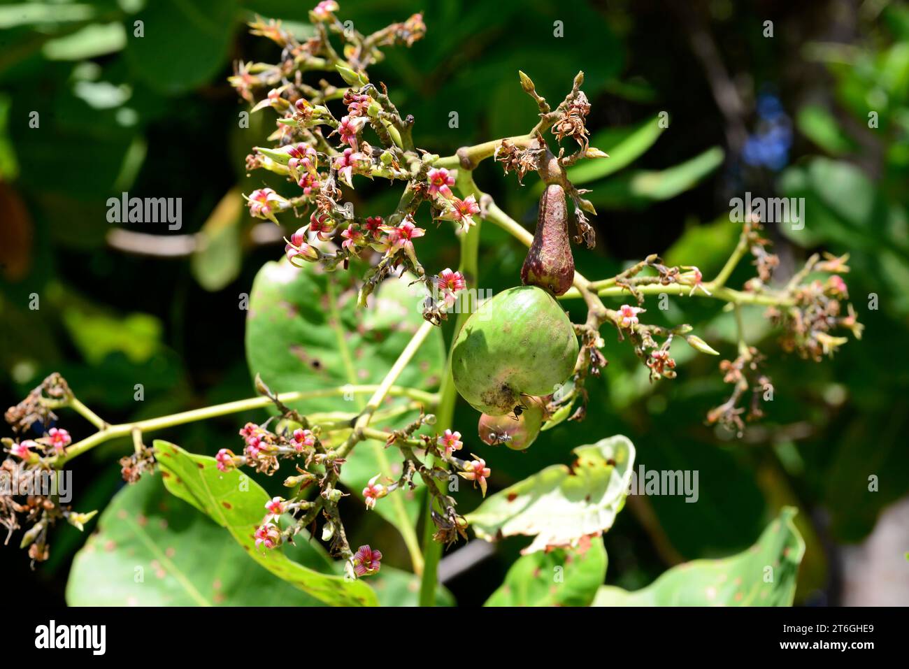 Cashew tree (Anacardium occidentale) is an evergreen small tree native ...