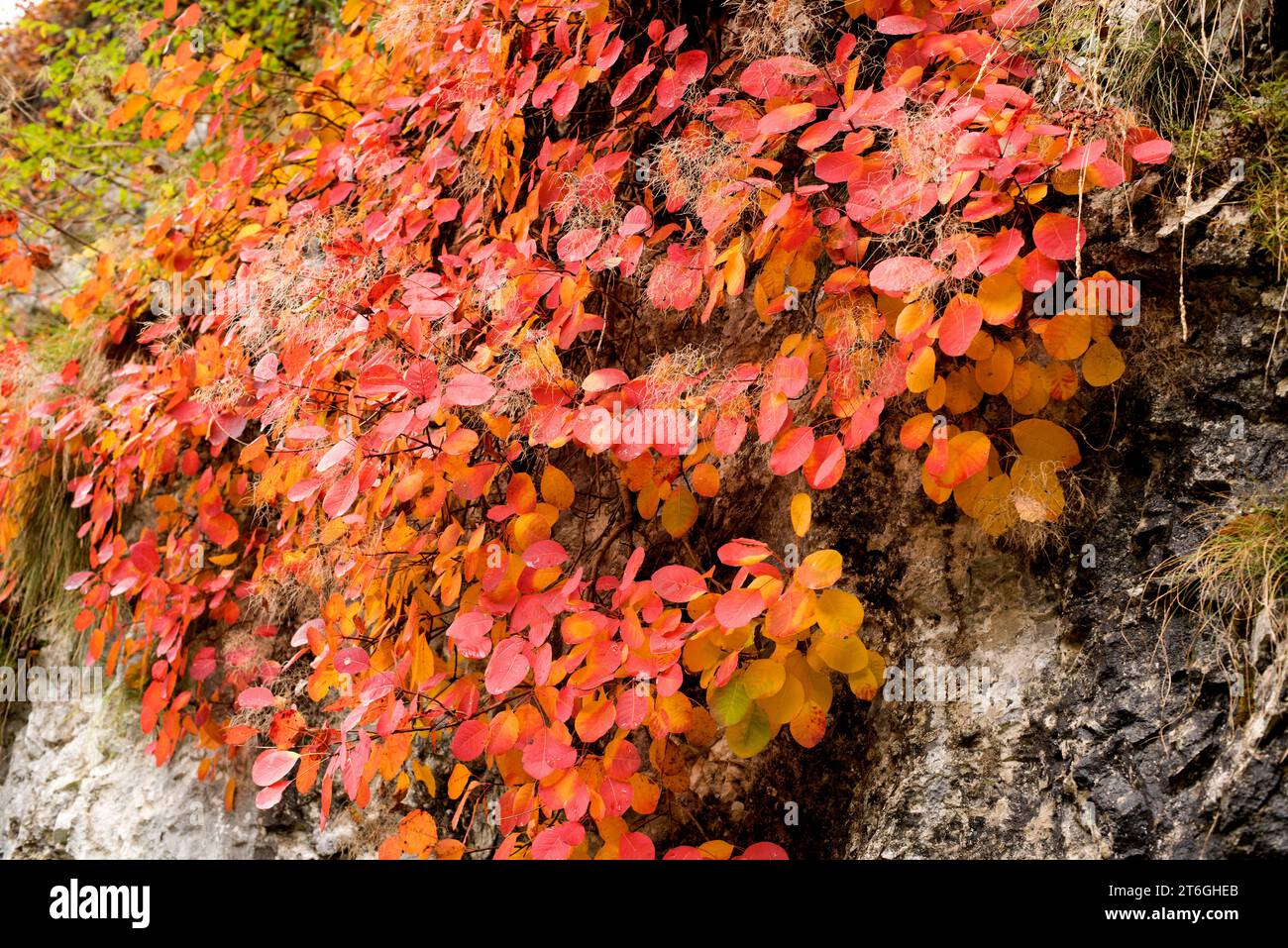 Arbol de las pelucas hi-res stock photography and images - Alamy
