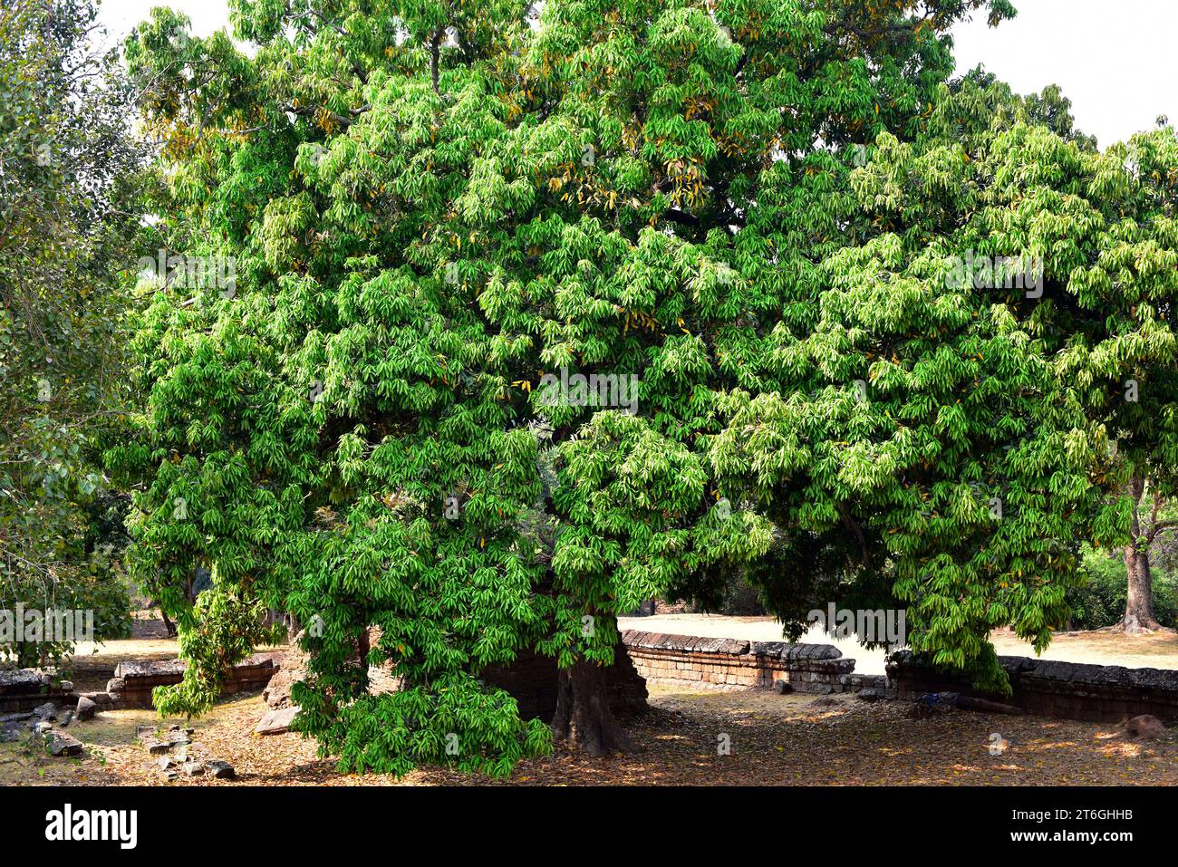 Mango (Mangifera indica) is an evergreen tree widely cultivated for its ...