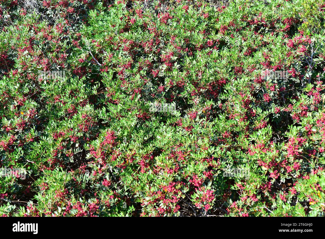 Mastic pistacia lentiscus hi-res stock photography and images - Alamy