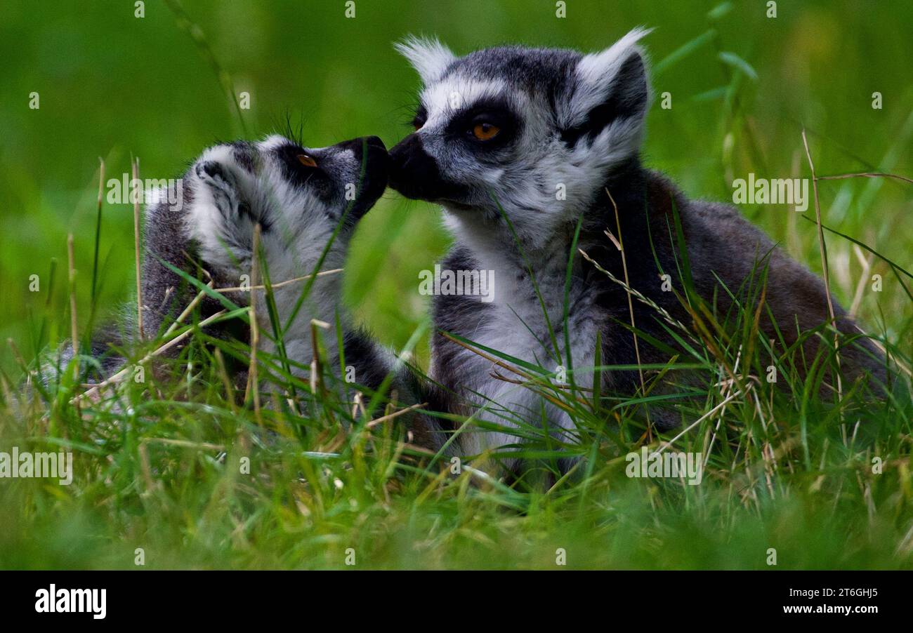 Cool runnings hi-res stock photography and images - Alamy