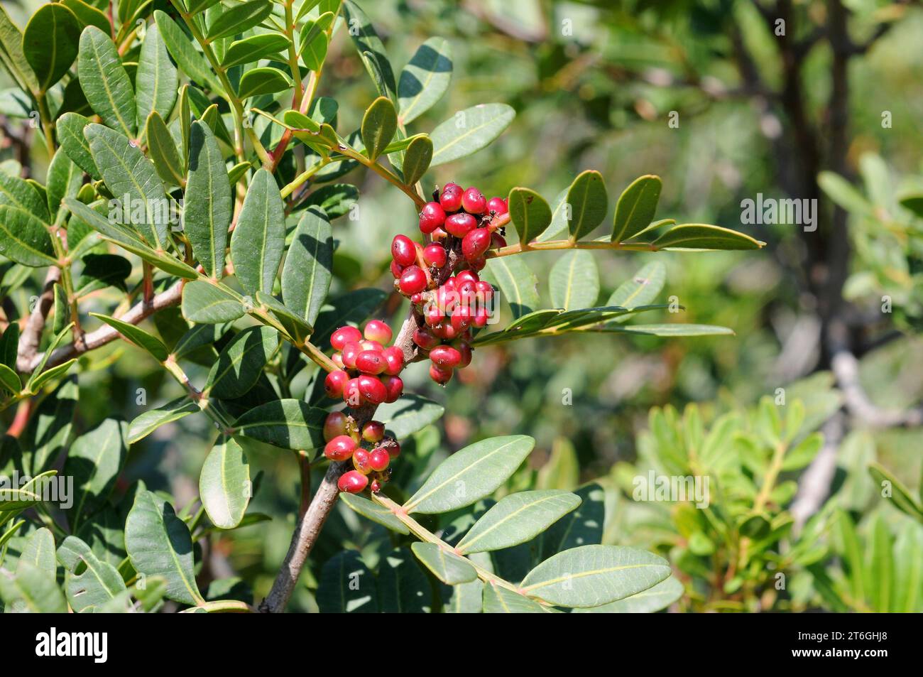 Mastic pistacia lentiscus hi-res stock photography and images - Alamy