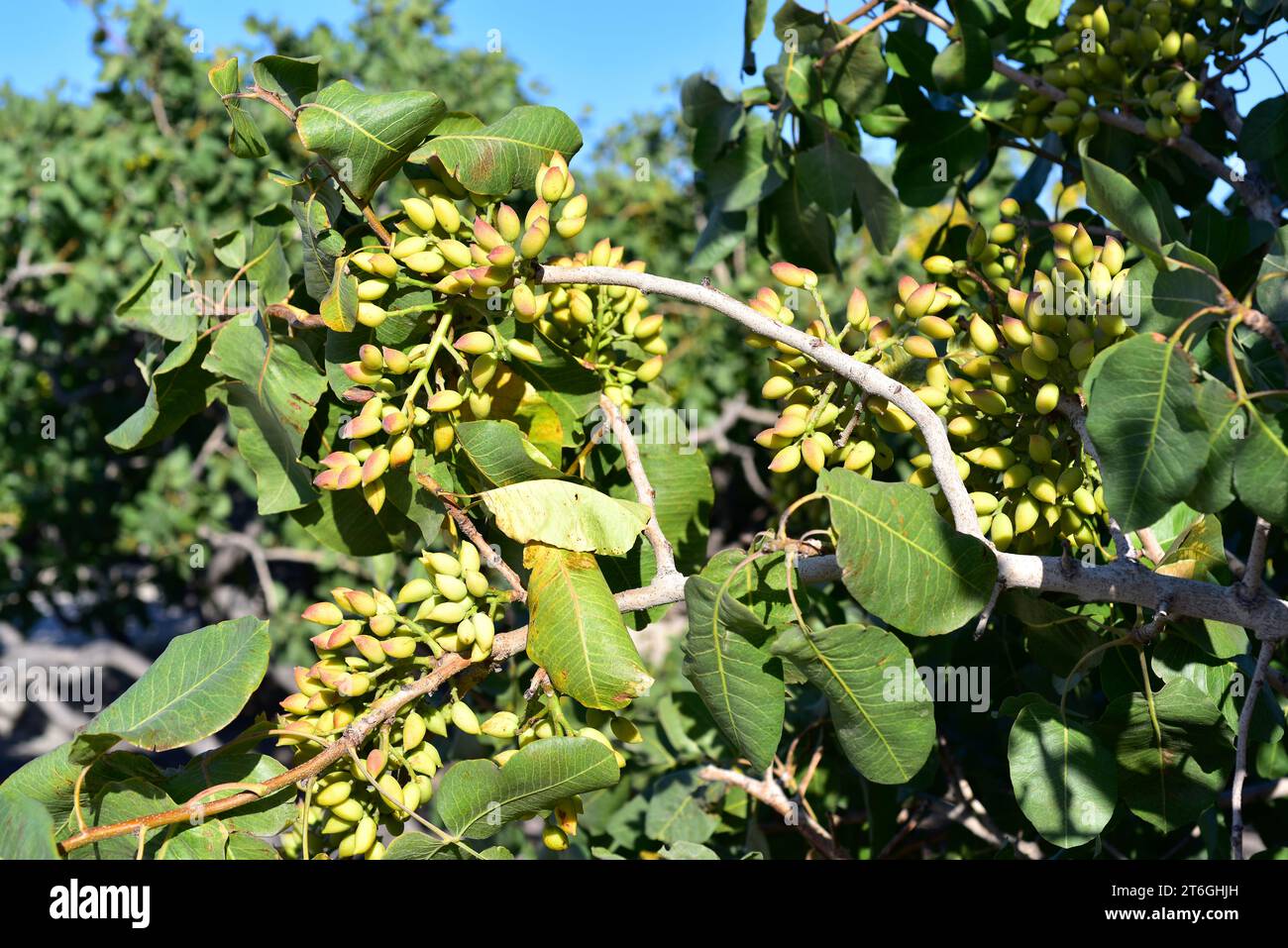 Pistachio (Pistacia vera) is a deciduous tree native to central Asia ...