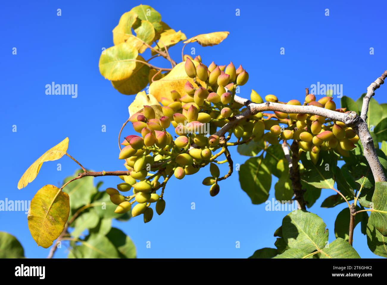 Pistachio (Pistacia vera) is a deciduous tree native to central Asia ...