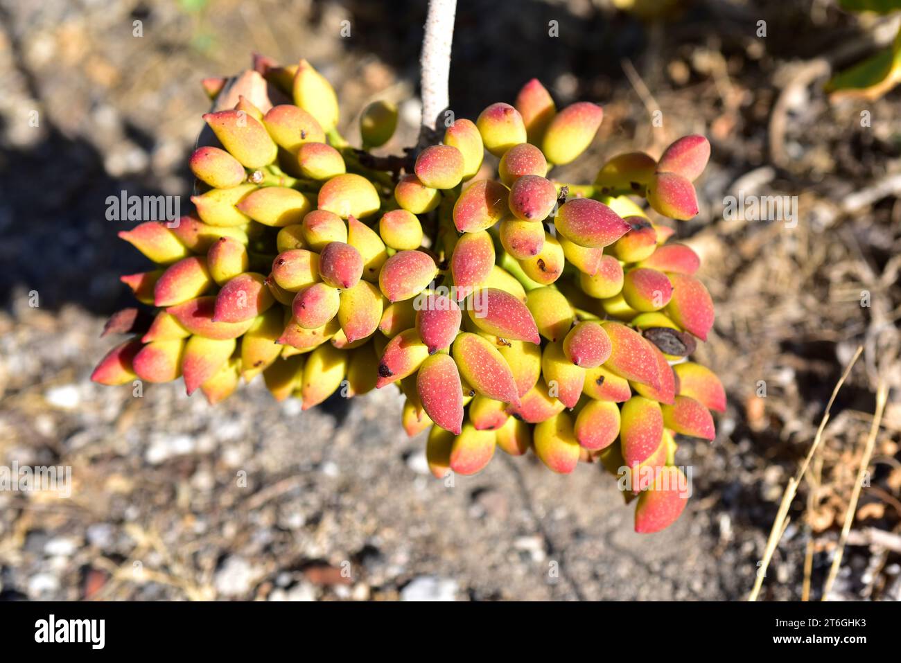 Pistachio (Pistacia vera) is a deciduous tree native to central Asia ...