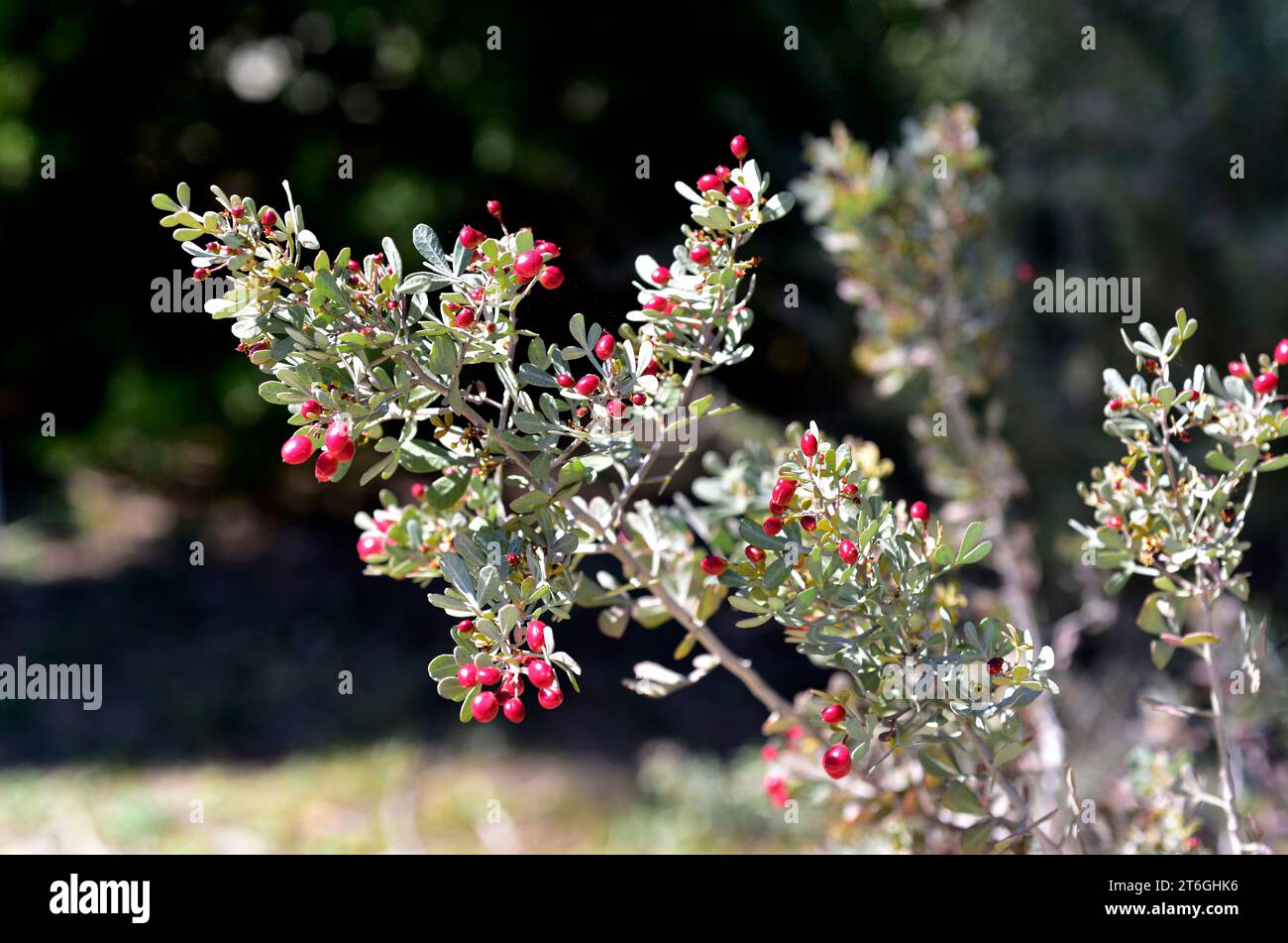 Zumaque blanco (Rhus albida) is a spiny shrub native to northern Africa ...