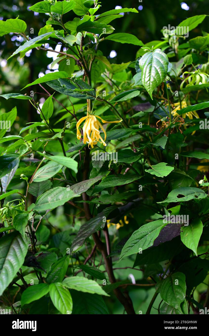 Cananga tree (Cananga odorata) is an evergreen tree native to tropical ...