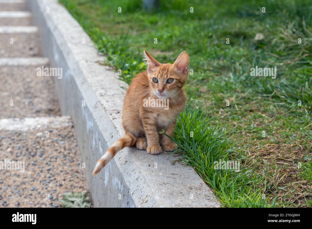 Ginger stray cat in urban hi-res stock photography and images - Alamy