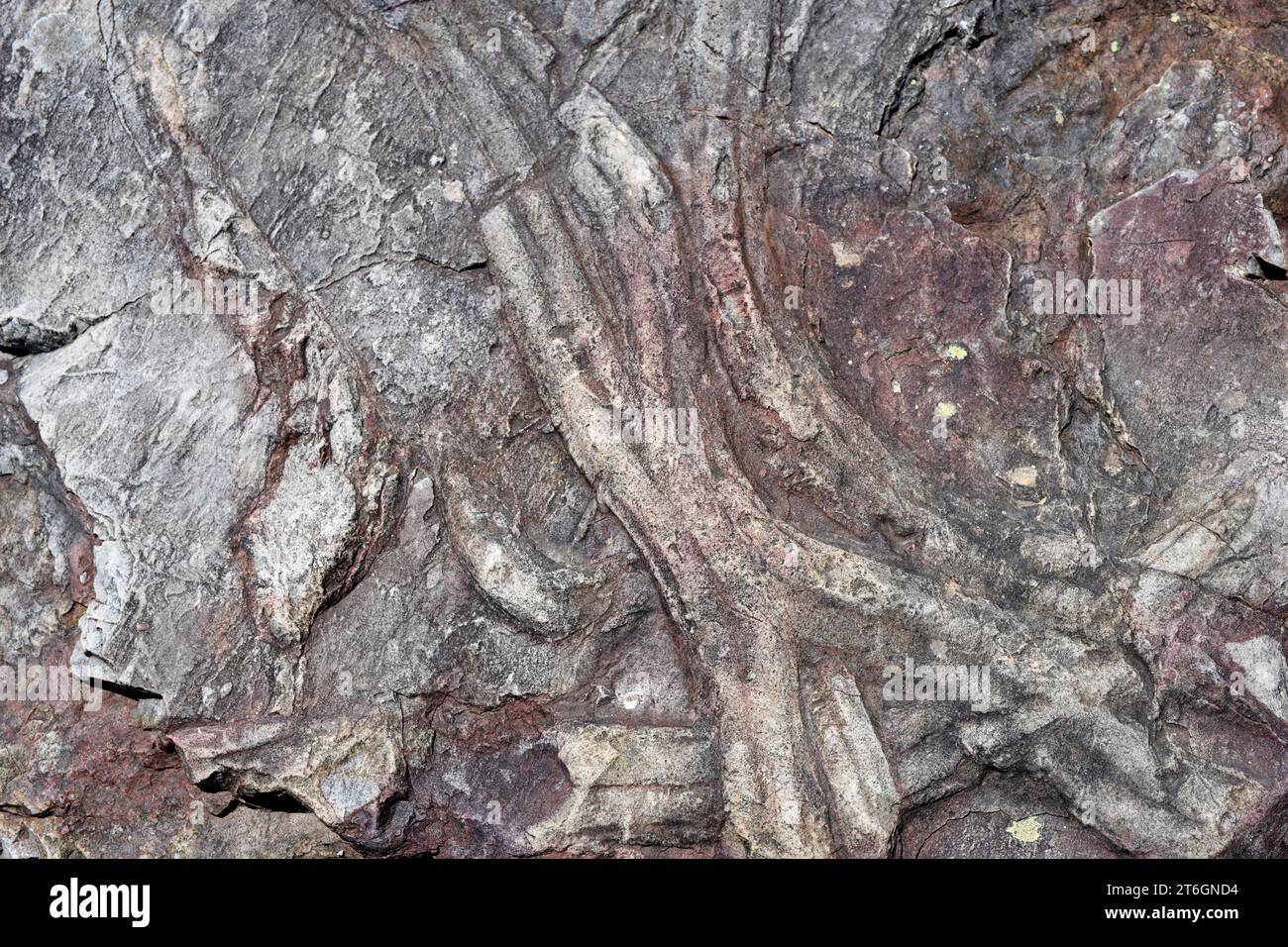 Cruziana (ichnofacies) is an assemblage of fossils marine traces formed ...