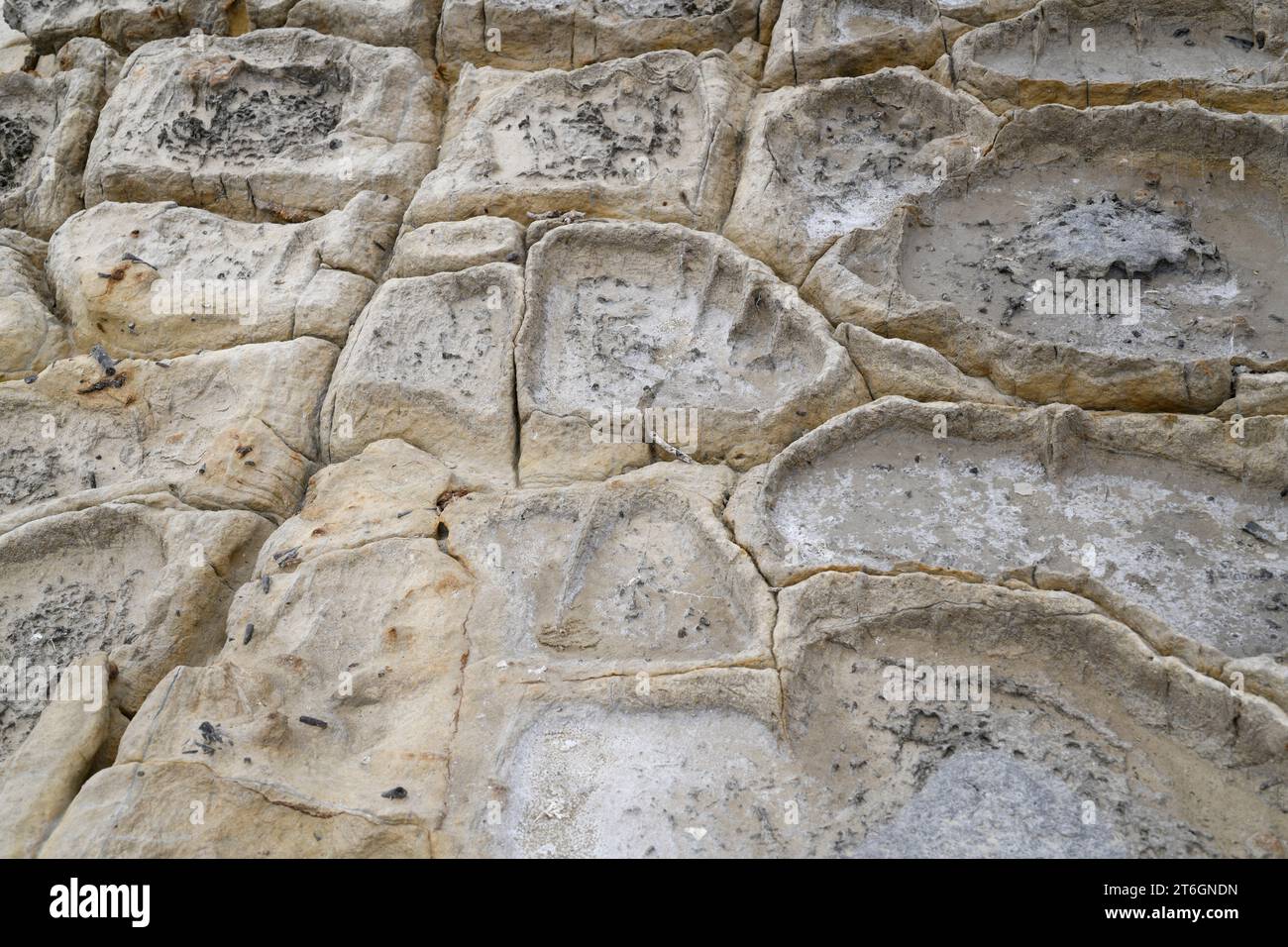 Fossil Belemnites in Ponta do Trobao, Geological Site of World ...
