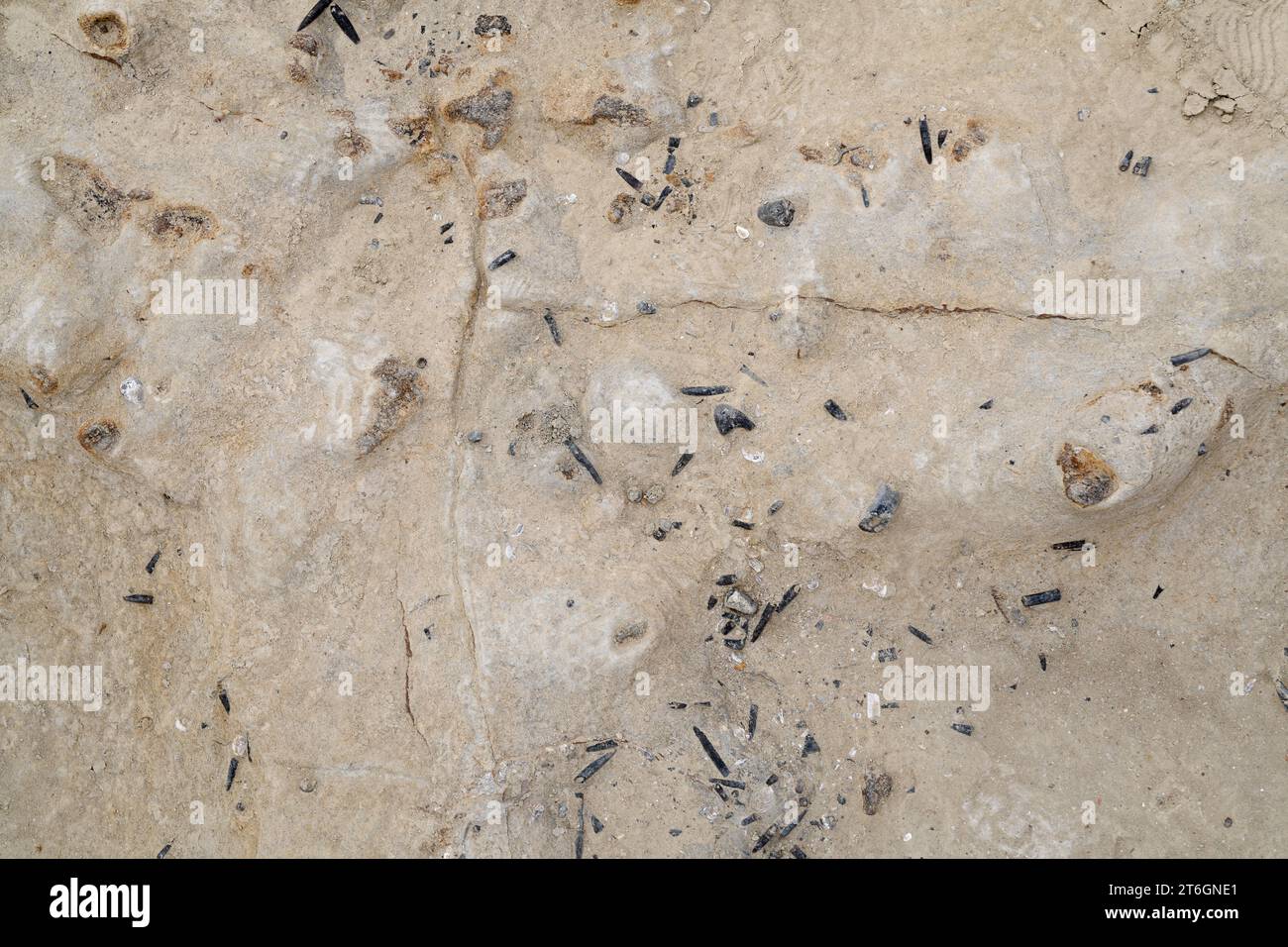 Fossil Belemnites in Ponta do Trobao, Geological Site of World ...
