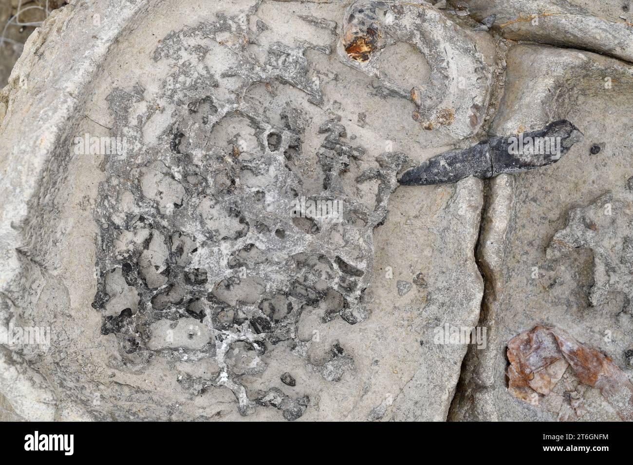 Fossil Belemnites in Ponta do Trobao, Geological Site of World ...