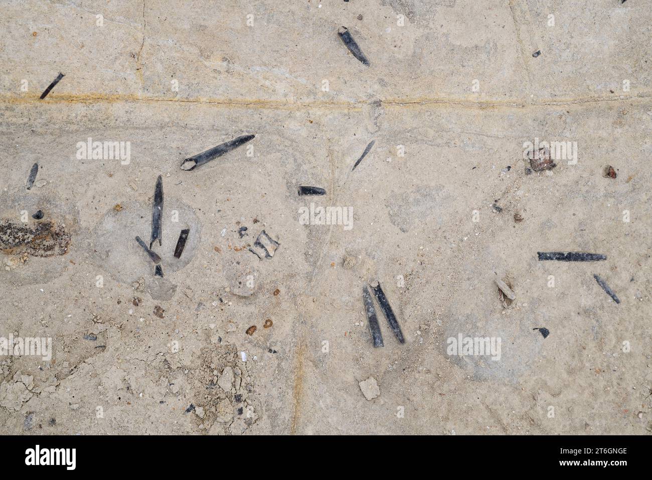 Fossil Belemnites in Ponta do Trobao, Geological Site of World ...