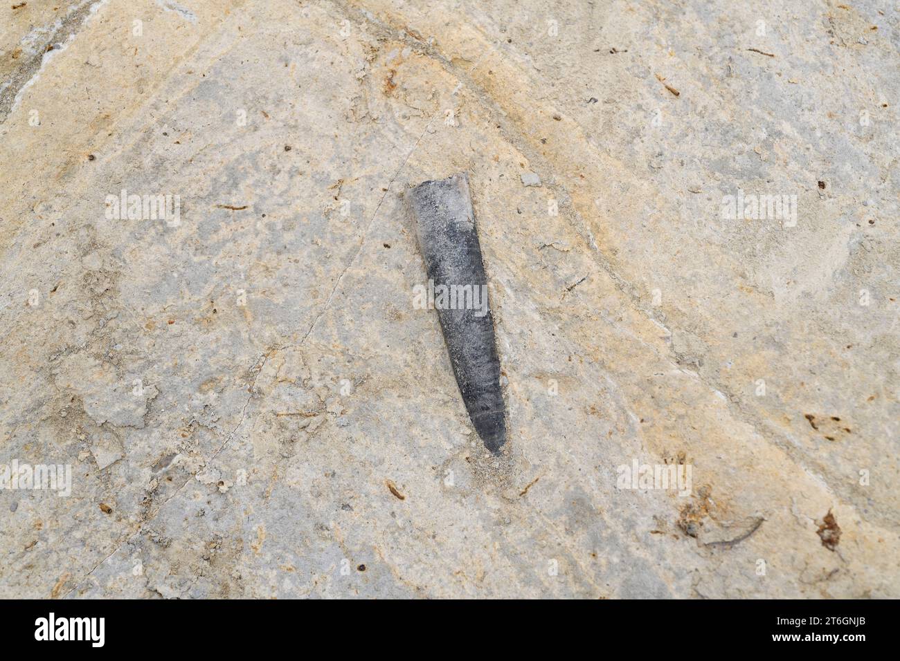 Fossil Belemnites in Ponta do Trobao, Geological Site of World ...